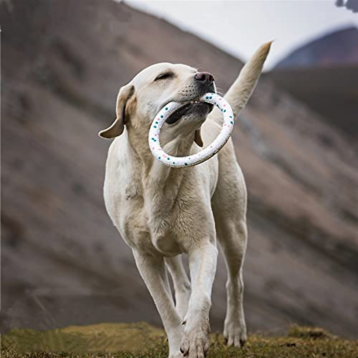 QBIYA Dog Toy Fly Ring, Dog Chew Toys, Dog Ring Toy, Tug of War Dog Toy, Dog Training Ring Fitness Tool, Fun Dog Toys, Interactive Travel Pet Toys, for Small/Medium Dog Training Ring