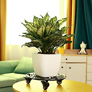 Large Metal Plant Caddy with Wheels 14 Inches Heavy-Duty Wroght Iron Rolling Plant Stand with Casters Indoor Outdoor Plant Pot Roller Base Plant Movers Plant Saucers Black, Strong Load Capacity