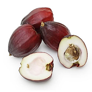 Malay Apple Tree, Water Apple Fruit Tree Plant - 6-8 Inc Tall for Planting, Syzygium Malaccense