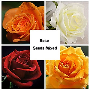 500+ Mixed Rare Rose Seeds Multicolored Flower Non-GMO Heirloom Garden Home for Planting to Grow