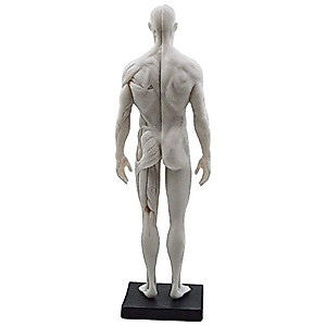 Human Body Musculoskeletal Anatomical Model for Study and Teaching (30CM2)