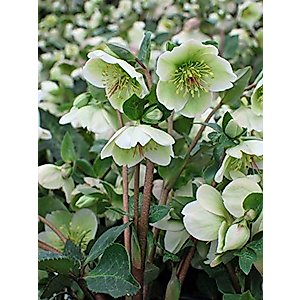 Perennial Farm Marketplace Helleborus x Frostkiss 'Molly's White' (Lenten Rose) Perennial, Size-#1 Container, Cream Flowers