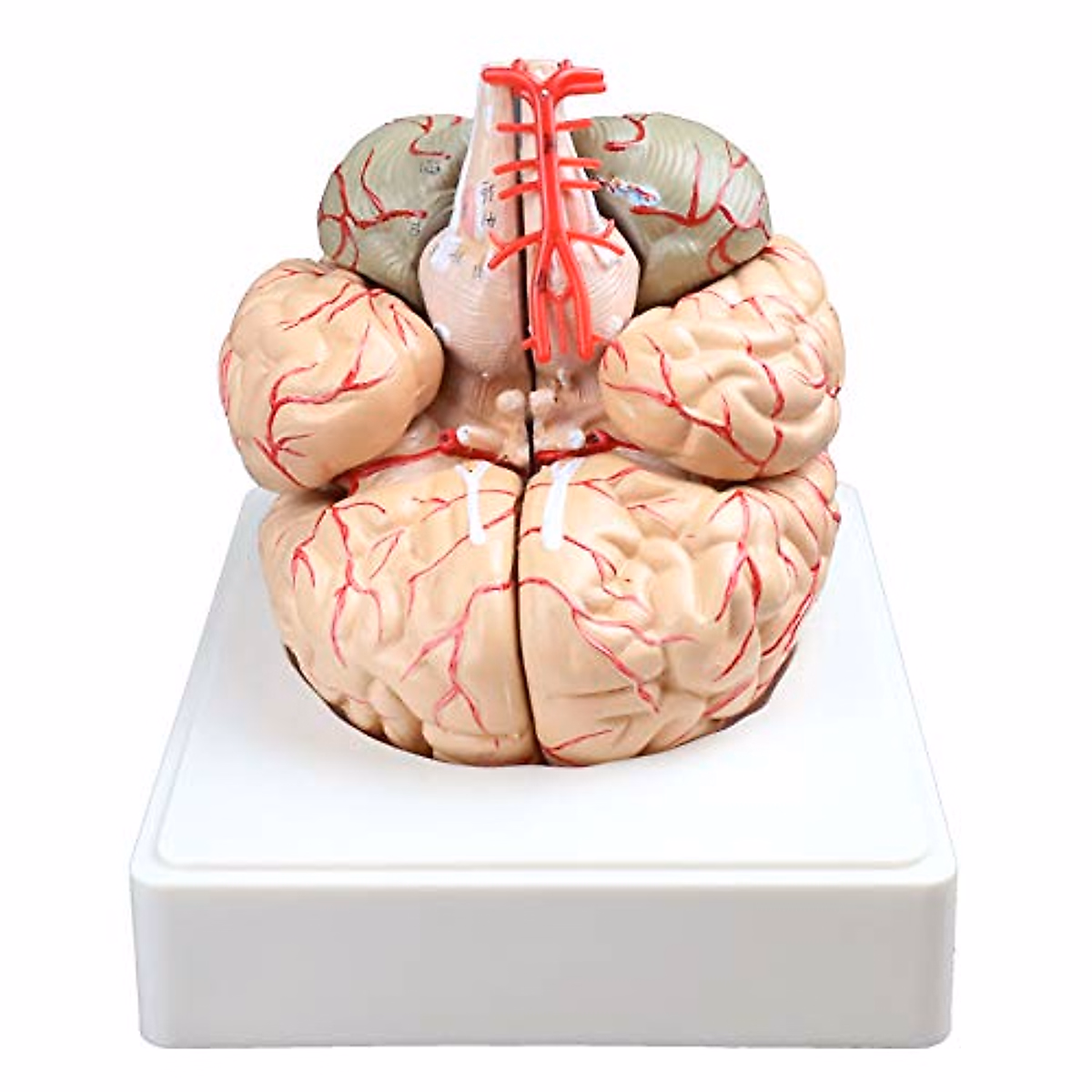 Vision Scientific VAB443 Life Size Human Brain with Arteries - 9 Parts | Shows Frontal, Parietal, Temporal & Occipital Lobes | Half of Brain Stem, Half of Cerebellum, Brain Arteries | Product Manual