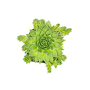 Sempervivum Succulents Plants Live Indoor Plants (3PK), Sempervivum Plants Live Houseplants, Hen and Chicks Live Plants Indoor House Plants, Rosette Succulent Plants in Plant Pots by Plants for Pets