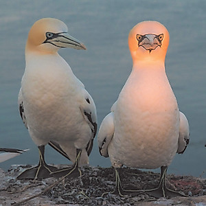 Comedy Wildlife 2021 Wall Calendar: (Funny Animal Monthly Calendar, Calendar with Photographs of Wild Animals Doing Funny Things)