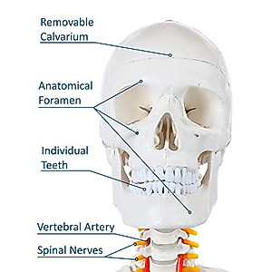 Anatomy Skeleton Model, Adult Human Anatomical Skeletal Model - Made for Students, Teachers, Medical Professionals - Includes Bone Anatomy Numbering Guide, Dust Cover & Stand - Made by Axis Scientific