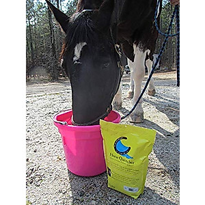 Horse Quenchers Apple Jug, 13 Pounds