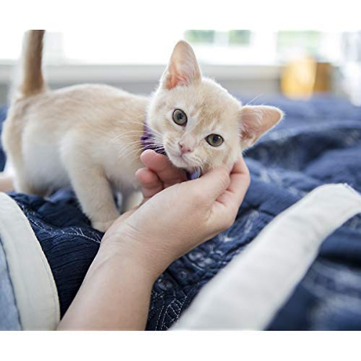 Cheristin for Cats Topical Flea Prevention – Starts Killing Fleas in 30 Minutes, 6 Dose