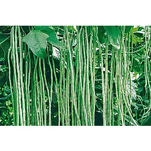 Pole Bean Seeds for Planting Vegetables and Fruits-Chinese Yard Long Beans 豇豆. Non GMO Heirloom Seeds for Home Vegetable Garden-6g(30ct+) Veggie Seeds Oriental Yard Long Bean Seeds