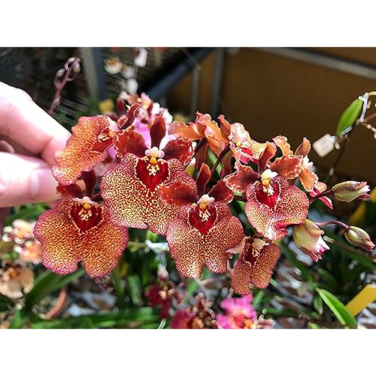 Nutricote. Timed Release Fertilizer. 18-6-8 180 Day. 2 Pounds. Orchids, Plants