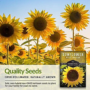 Survival Garden Seeds - Black Russian Sunflower Seed for Planting - Packet with Instructions to Plant and Grow Flowers for Oil or Bird Feed in Your Home Vegetable Garden - Non-GMO Heirloom Variety