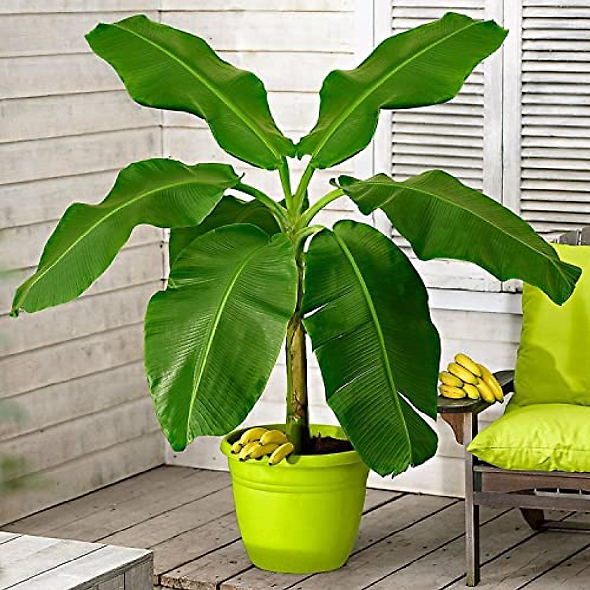 Seeds4planting - Seeds Ornamental Banana Exotic Tree Indoor Dwarf Perennial Flowers Non GMO