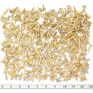 1/2 LB Shark Teeth Bulk Fossils Wholesale - Real Authentic Shark Tooth - High Grade Fossils