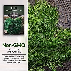 Survival Garden Seeds - Dill Seed for Planting - Packet with Instructions to Plant and Grow Popular Pickling Herbs in Your Home Vegetable and Herb Garden - Non-GMO Heirloom Variety - 3 Pack