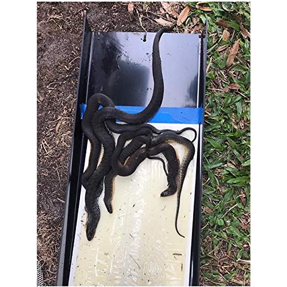 Cahaba Snake Trap Lift-Top Size 32"x10"x3"W/ 3 Large Catch Inserts