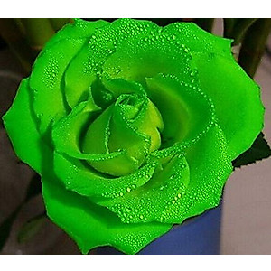 100+ Mixed Multicolored Rose Flower Seeds Perennial Flowers Rare Plants Garden Bonsai