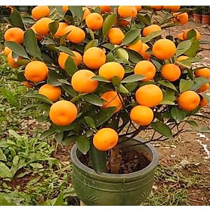 CHUXAY GARDEN Bonsai Orange Tree Seed 20 Seeds Evergreen Fruit Tree Edible Juicy Sweet Fruits Non-GMO Orange Great Gardening