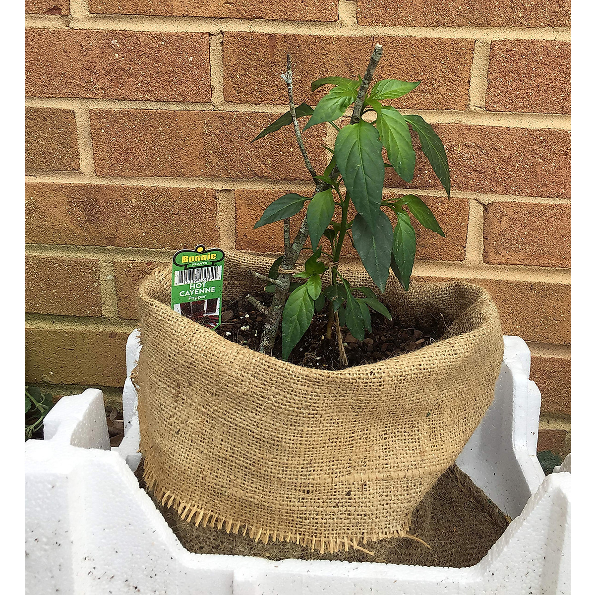 4 Pack Premium Large Burlap sack Bags | 4Piece Set | 24 x 40 inch | New Coffee Bag | Potato Bag | Sack Race | Seed Preserve Sack | Natural Jute Product | made by 10 Ounce Burlap Fabric (4)