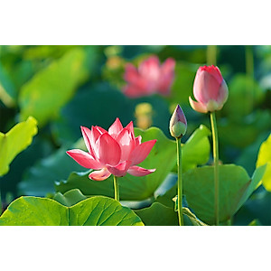 35+ Mixed Bowl Lotus Seeds, Lotus Seeds, Bonsai Lotus Seeds for Planting (Nelumbo), Water Lily Seeds, Can Purify Water and Air