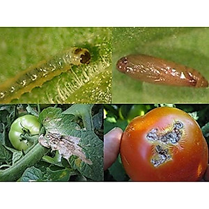 HEDO Pheromone Lure for Tomato Leaf Miner (Tuta absoluta Pheromone Lure) Pack of 20 to Control Damage in Tomato