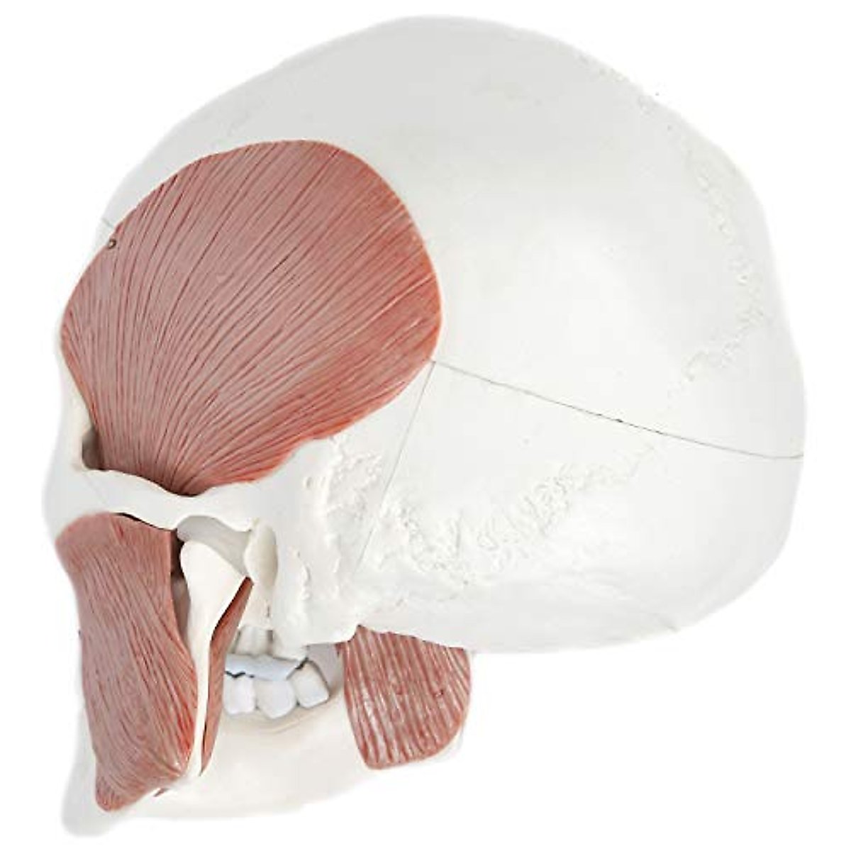 Axis Scientific 3-Part Human Skull Model with Masticatory Muscles, Life Size Skull Cast from Real Human Bones Shows Range of Motion of Jaw