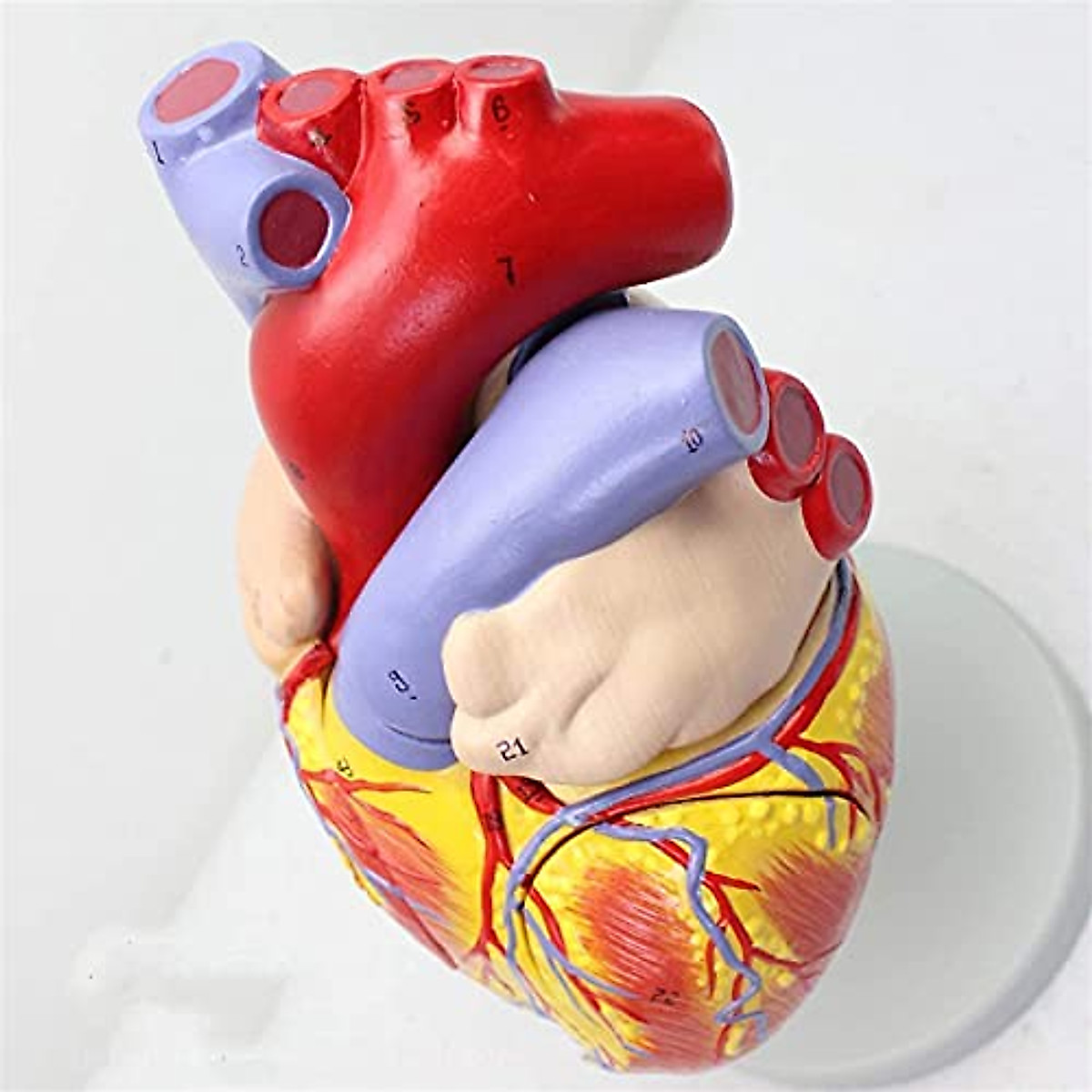 VEKETE Educational Model Enlarged Version of Human Heart Anatomical Model, Medical Teaching Heart, Suitable for Human Internal Organs Anatomy Science Classroom Research Tea