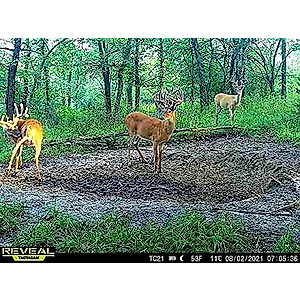 Pure Whitetail | Full Throttle – Mineral Lick | Better Than Deer Salt Lick | Whitetail Deer Plot Vitamin & Mineral Supplement for Antler Growth & Body Development | 5 LB Bag (1)