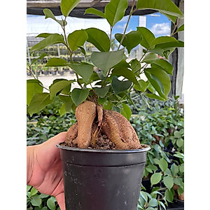 BubbleBlooms Ficus microcarpa Chinese Banyan Bonsai Tree in a 6 inch Pot
