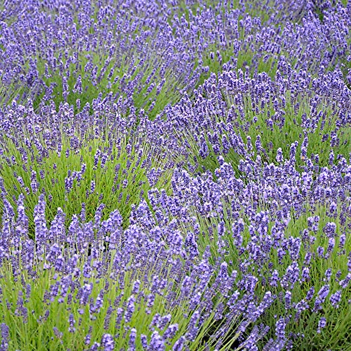 Outsidepride Perennial Lavandula Lavender Spanish Eyes Fragrant Herb Garden, Heat, Drought Tolerant Plants - 200 Seeds