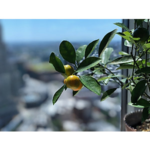 Calamondin Citrus Plant NO Shipping to CA, AZ, or TX