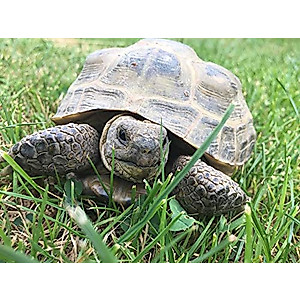 Grazing Tortoise Seed Mix - Plant for Leopard & Grazer Torts (900 Seeds, 2g) B282