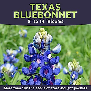 Texas Bluebonnet Wildflower Seeds - Bulk 1/4 Pound Bag - Over 4,000 Native Seeds - Texas State Flower!
