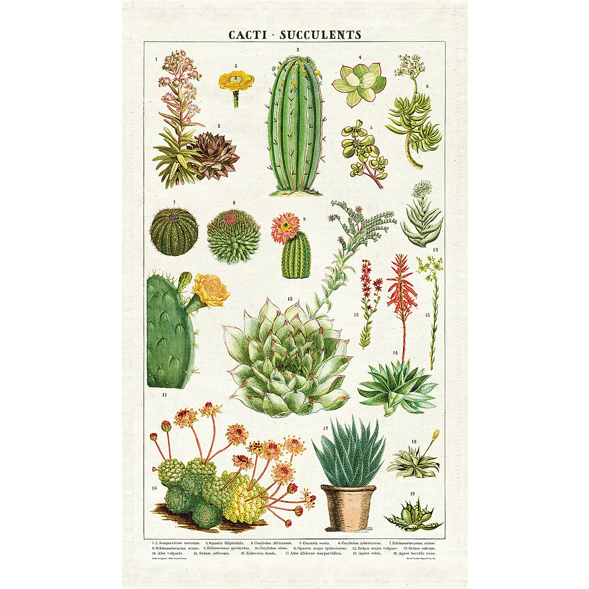 Cavallini Papers & Co Cavallini Vintage Succulents Cotton Tea Towel