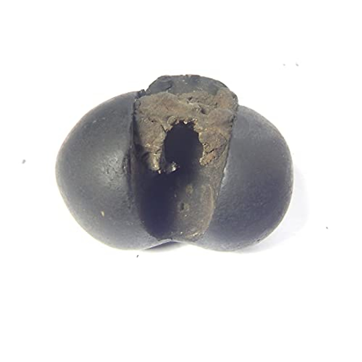 XUETZALCOATL Kurma Laxmi Navnidhi Purnachakra Purnagarbha Shaligram from Kali Gandaki