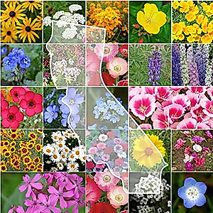 California Wildflower Seed Mix - 1 Pound - Mixed Wildflower Seeds, Attracts Bees, Attracts Butterflies, Attracts Hummingbirds, Attracts Pollinators, Easy to Grow & Maintain, Cut Flower Garden