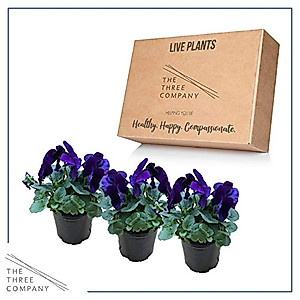 The Three Company Healthy Live Pansy - Purple (4 Per Pack), Early Spring Color, 6" Tall by 4" Wide in 1 Pint Square Pot