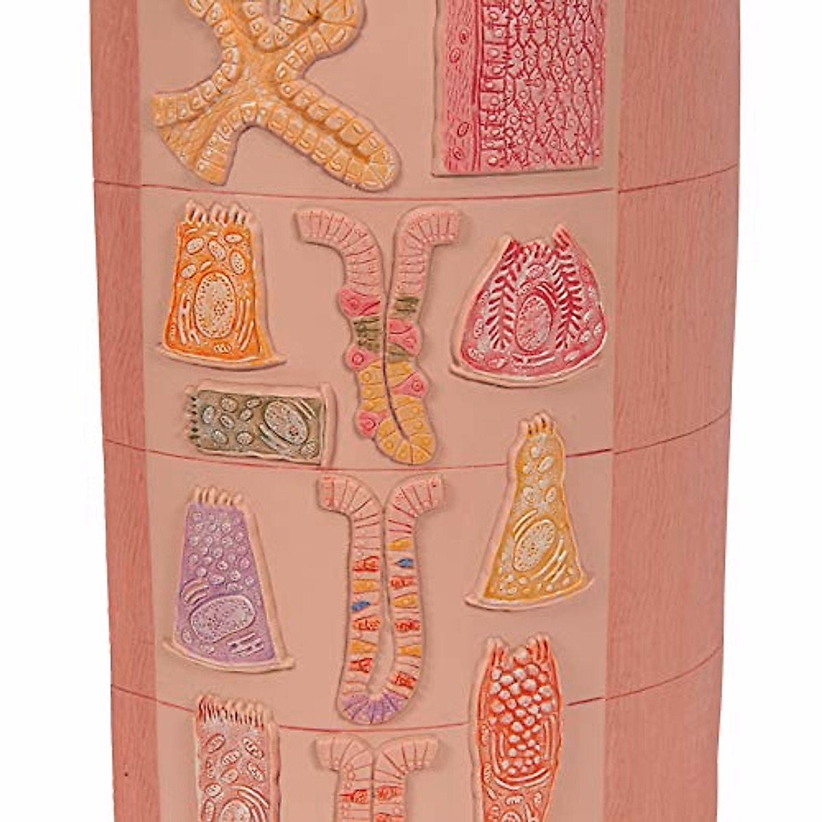 3B Scientific K23 3B MICROanatomy Digestive Tract - 3B Smart Anatomy