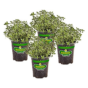 Bonnie Plants Lemon Thyme Live Herb Plants - 4 Pack, Perennial In Zones 7 to 9, Full Sun to Part Shade