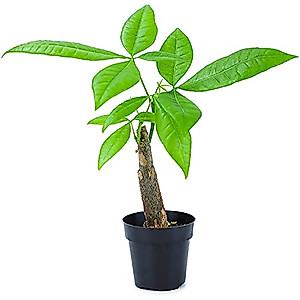 Live Money Tree Plant, Pachira Aquatica Money Tree, Feng Shui Money Tree Pachira Aquatica Plant, Pachira Plant Bonsai Tree in Planter Pot With Soil, Money Tree Plant Indoor Plants by Plants for Pets