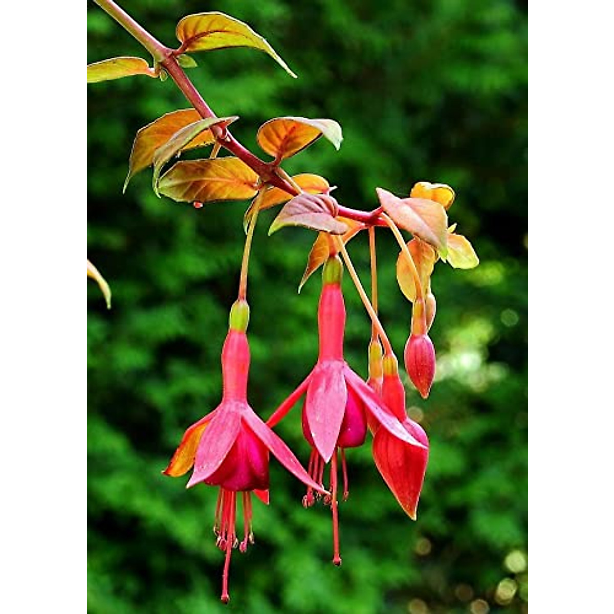 Mixed 100 Seeds Fuchsia Flower Seeds Perennial Home Bonsai