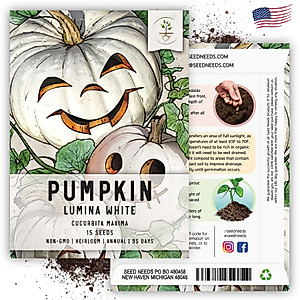 Seed Needs, Lumina Pumpkin Seeds - 15 Heirloom Seeds for Planting Cucurbita Maxima - White Fruits Perfect for Carving Alongside Jack O Lantern - Non-GMO & Untreated (1 Pack)