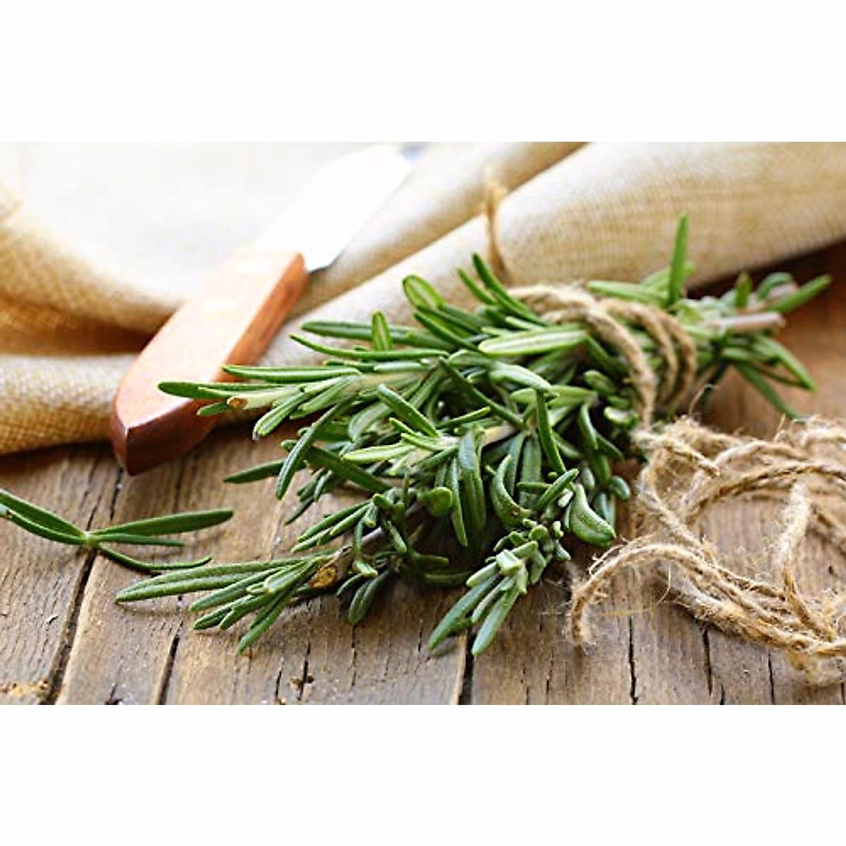 Gaea's Blessing Seeds - Rosemary Seeds - Heirloom Non-GMO Seeds with Easy to Follow Instructions 97% Germination Rate (Single Pack)