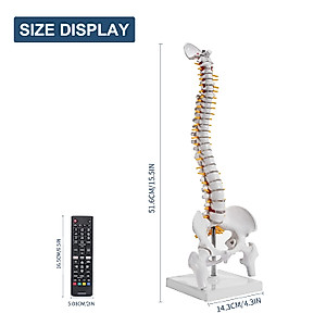 Winyousk Medical Spine Model, 1/2 Life Size Anatomical Human Spine Model, Flexible Spine Model for Hospital, School, Biological Laboratory