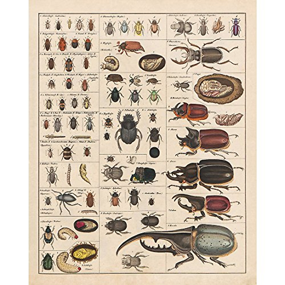 Vintage Insects Collection Poster - Educational & Wall Decor
