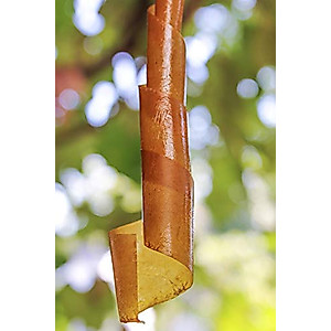 S&T INC. Sticky Fly Trap, Fly Tape, Flying Insect Trap for Indoor/Outdoor, Gnat Trap, 10 Pack, Yellow