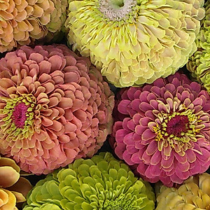 Zinnia Seeds - Queen Lime Mix - Packet - Pink/Yellow/Green Flower Seeds, Open Pollinated Seed Attracts Bees, Attracts Butterflies, Attracts Hummingbirds, Attracts Pollinators