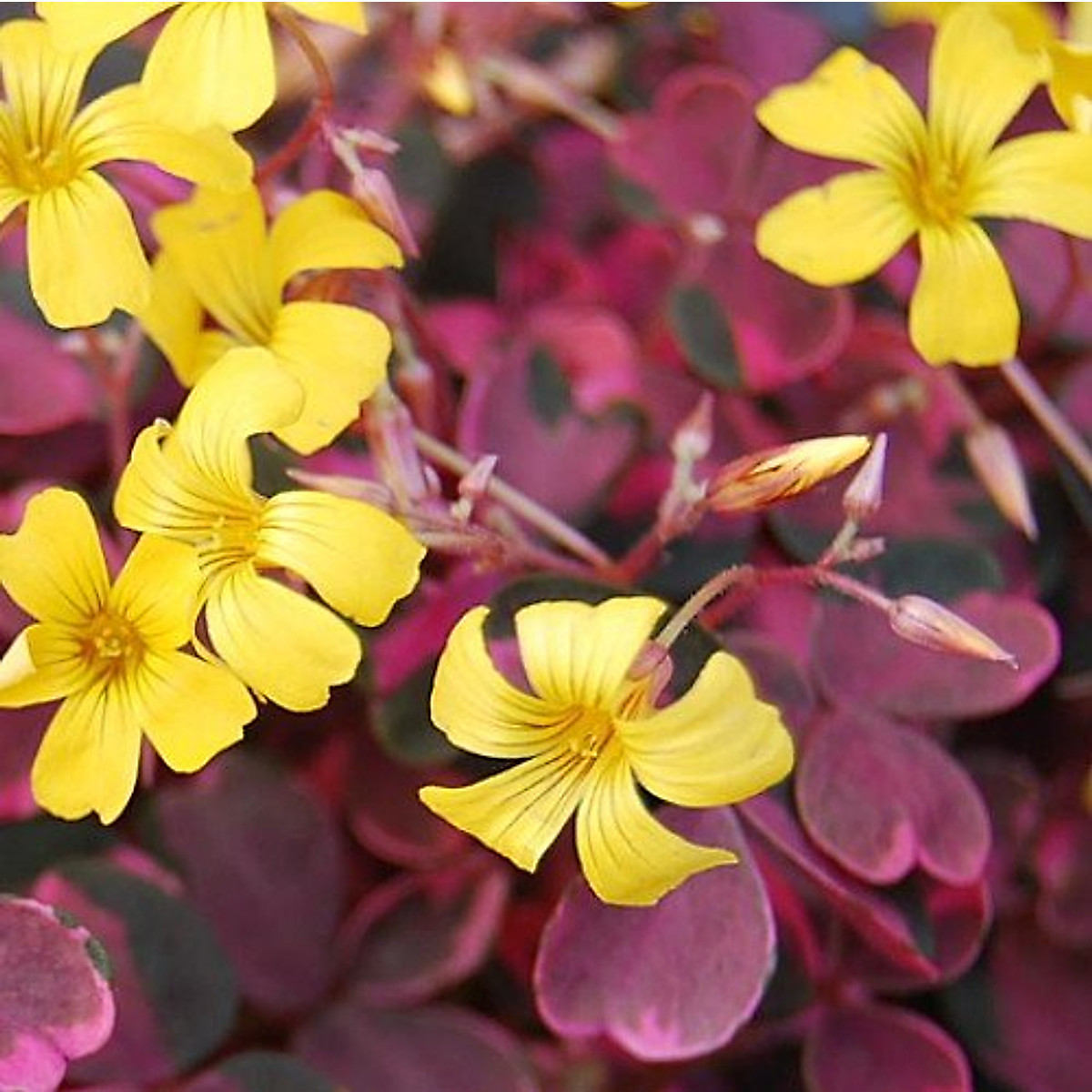 Plum Crazy Shamrock - Oxalis - 2.5" Pot - Fairy Garden Plant/House Plant/Edible