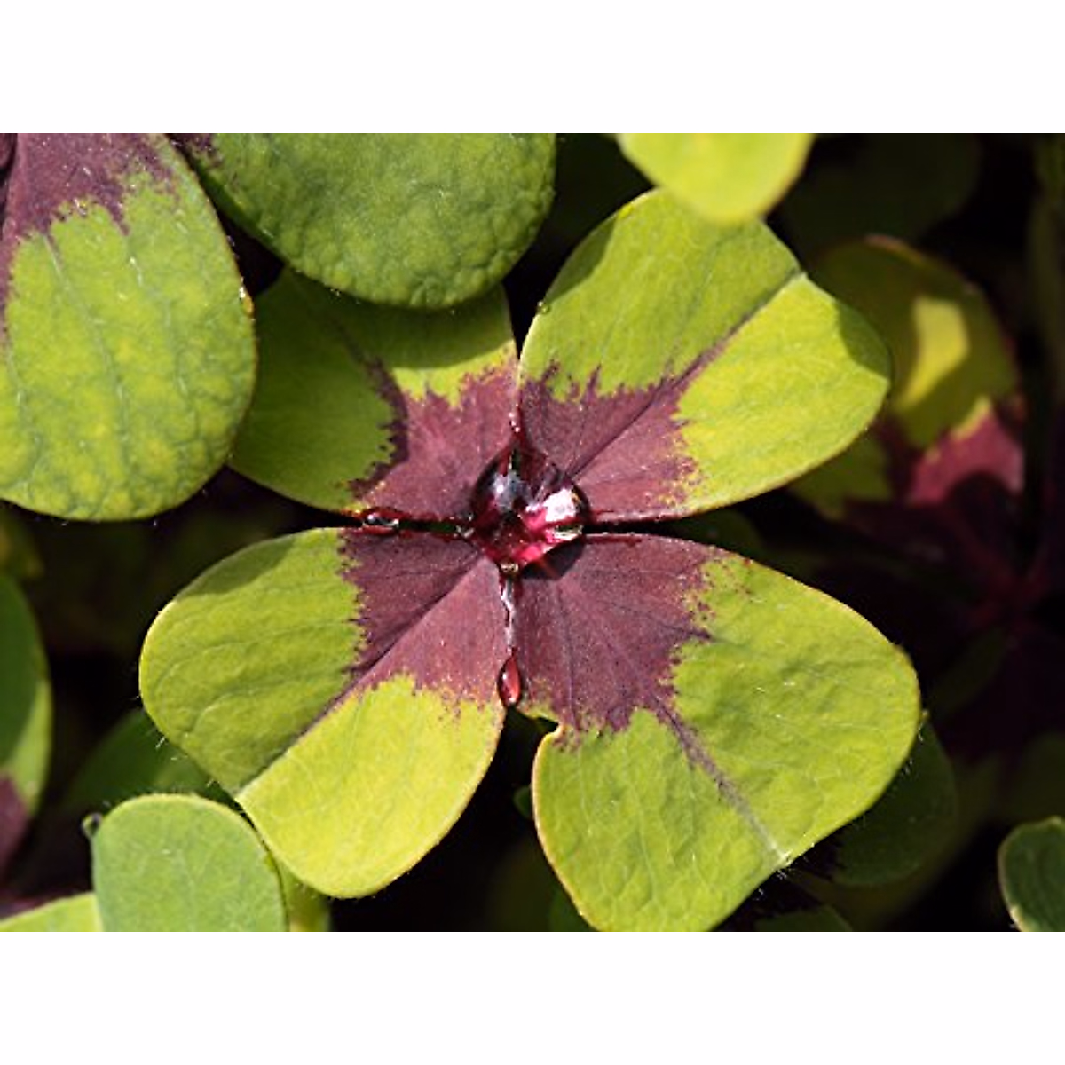 Oxalis Shamrock 'Iron Cross' (20 Pack) Plant Bulbs for Gardening - Green & Purple Foliage & Pink Flowering Blooms, Professionally Grown from Easy to Grow
