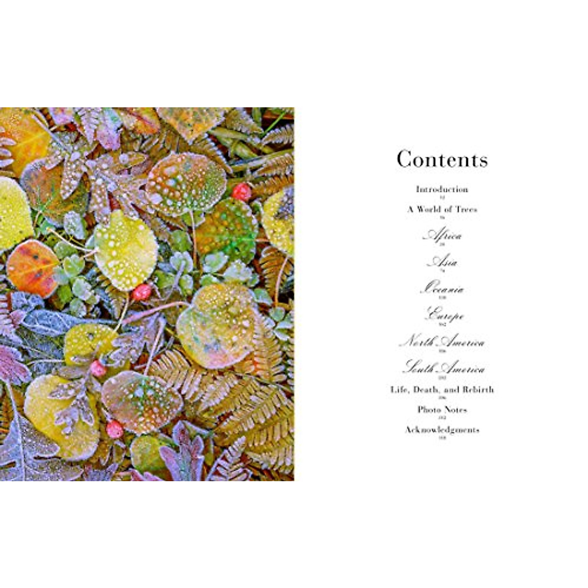 Trees: Between Earth and Heaven