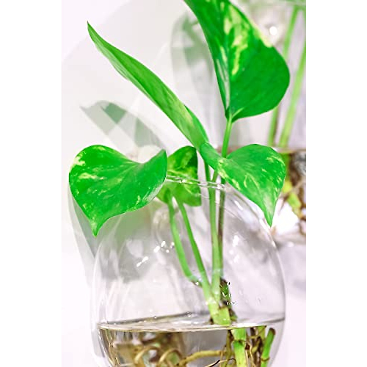 Ivolador Wall Mounted Plant Terrariums Oblate Hanging Glass Propagation Station Container for Propagating Hydroponic Plants Home Garden Wedding Décor